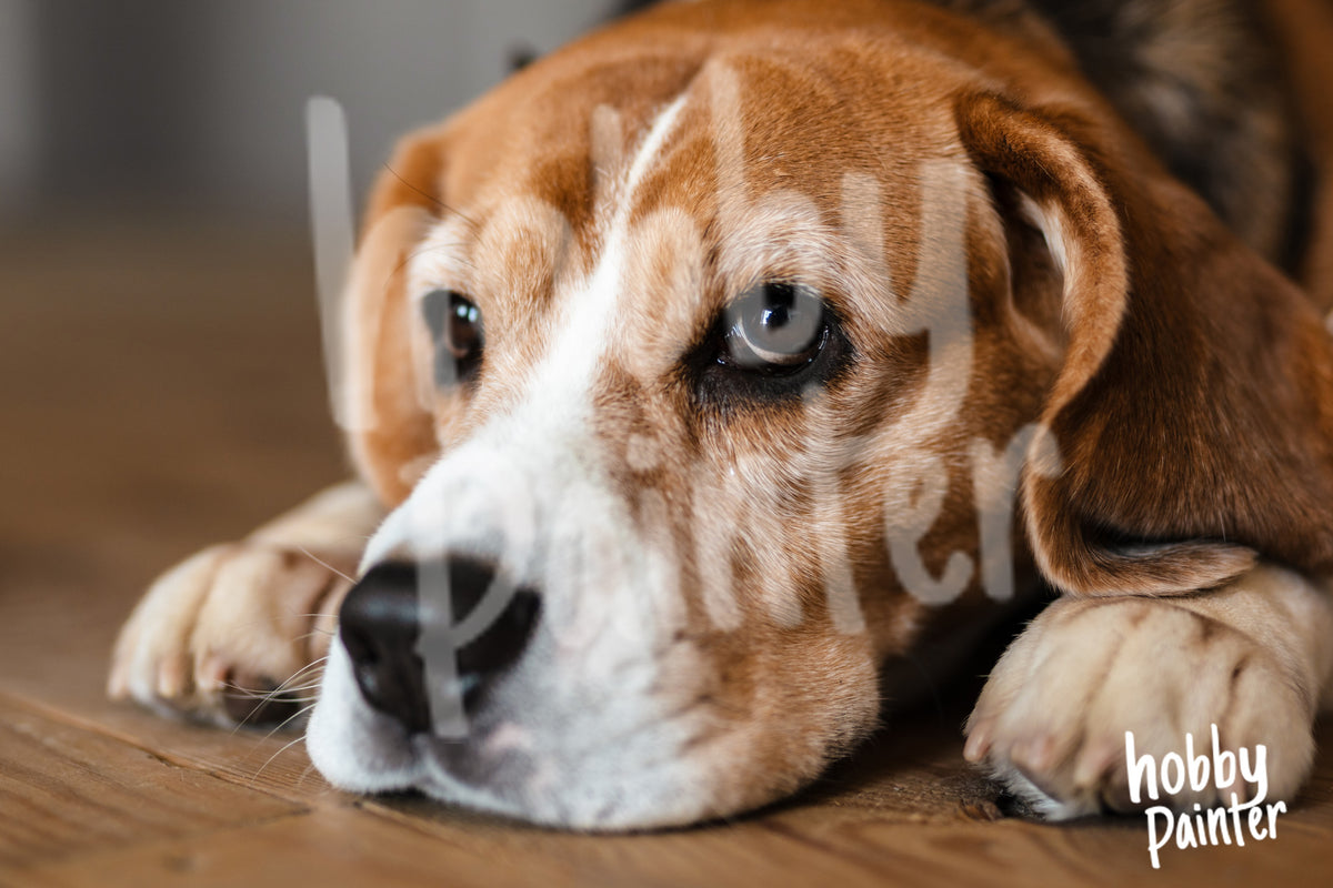 Diamond Painting Beagle Close-up – Hobby Painter