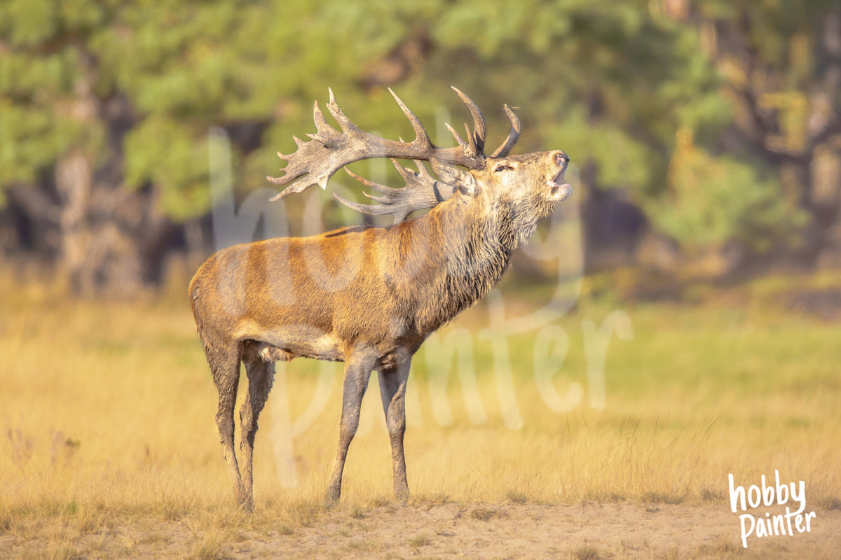 Diamond Painting Burlend Hert – Hobby Painter