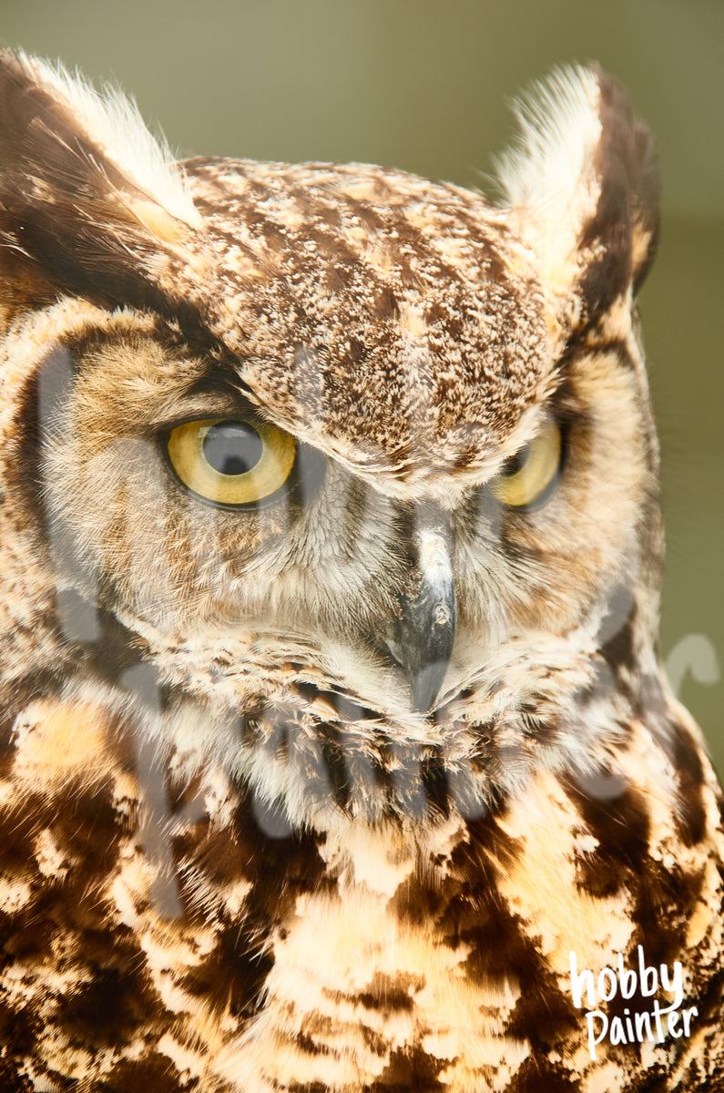 Schilderen op nummer Close up Uil – Hobby Painter