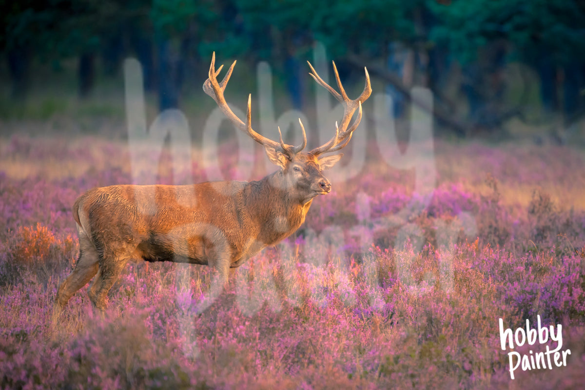 Schilderen op nummer Hert op de heide – Hobby Painter