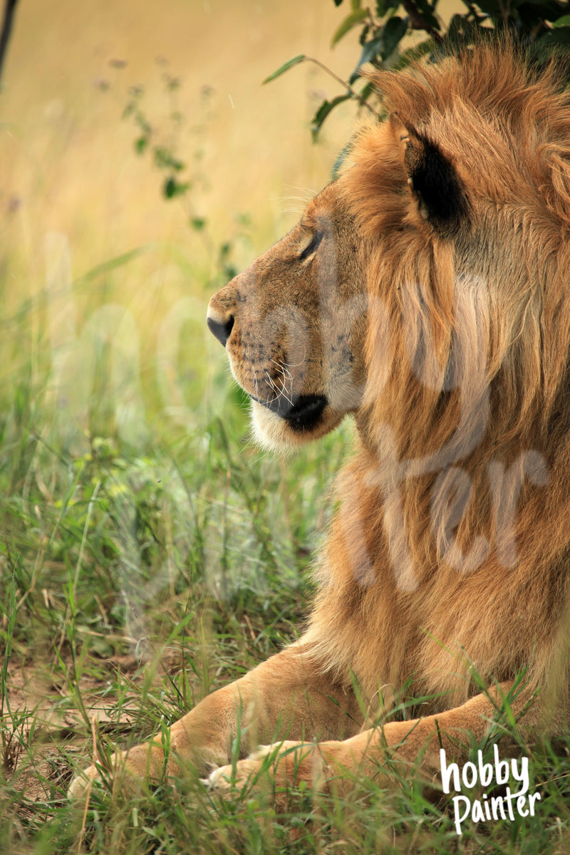 Diamond Painting Liggende Leeuw – Hobby Painter