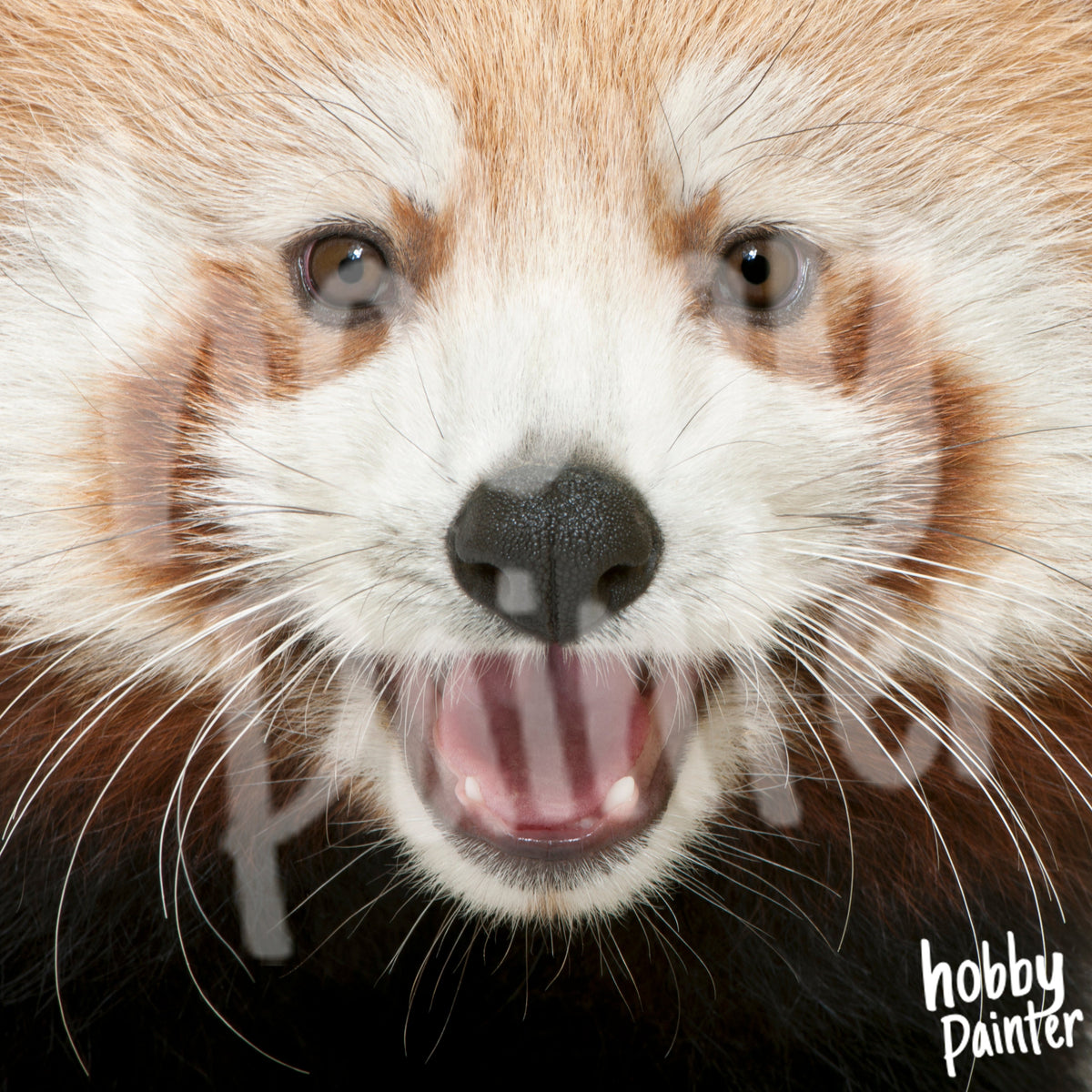 Schilderen op nummer Rode panda close-up – Hobby Painter