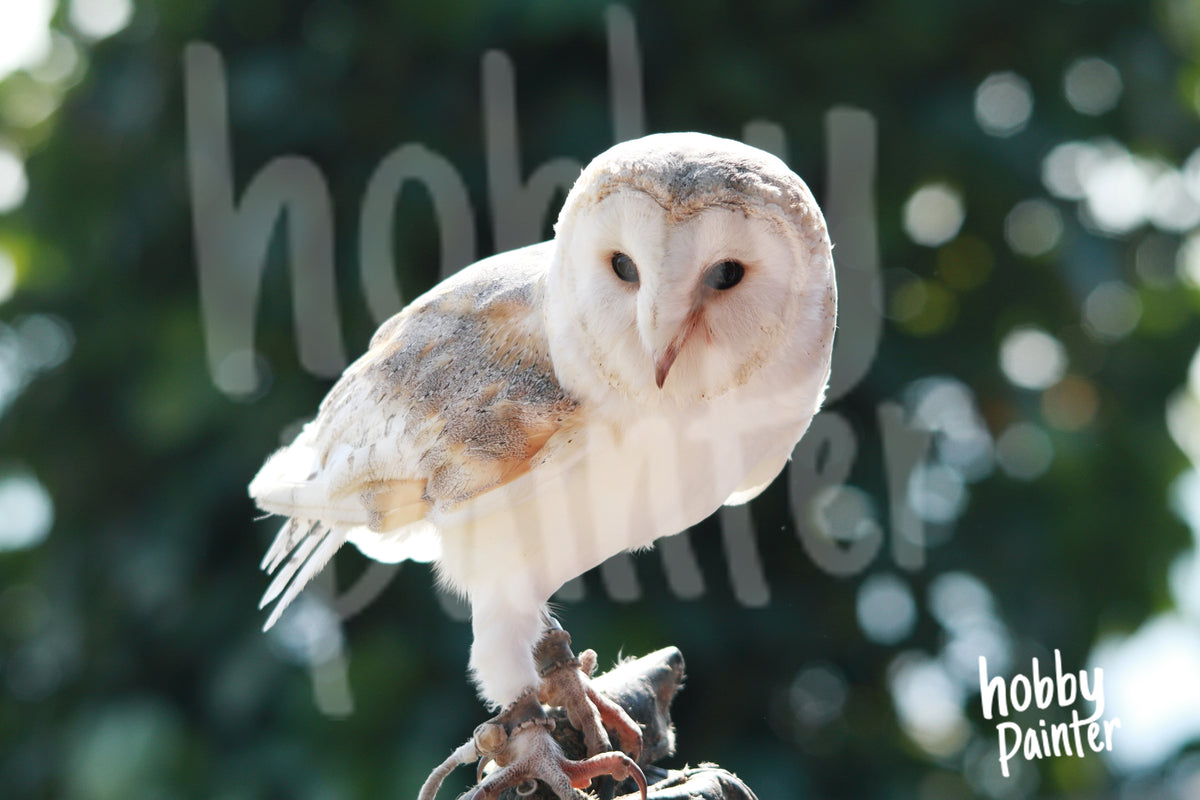 Schilderen op nummer Witte Uil – Hobby Painter