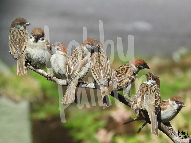 Diamond Painting Mussen – Hobby Painter
