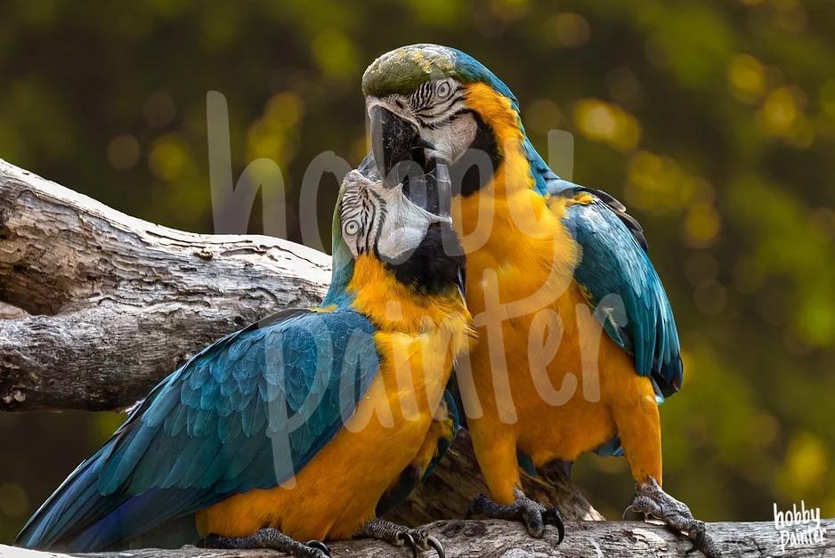 Diamond Painting Tropische vogel – Hobby Painter